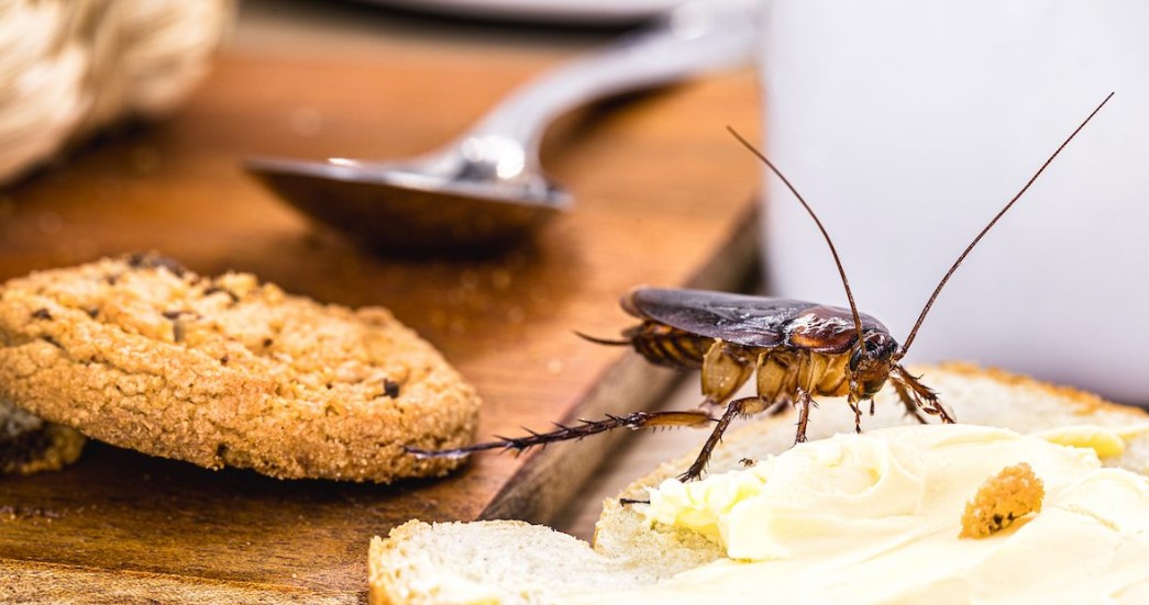 An Emergency Guide for Pest Infestation Situations - Seriously Internet